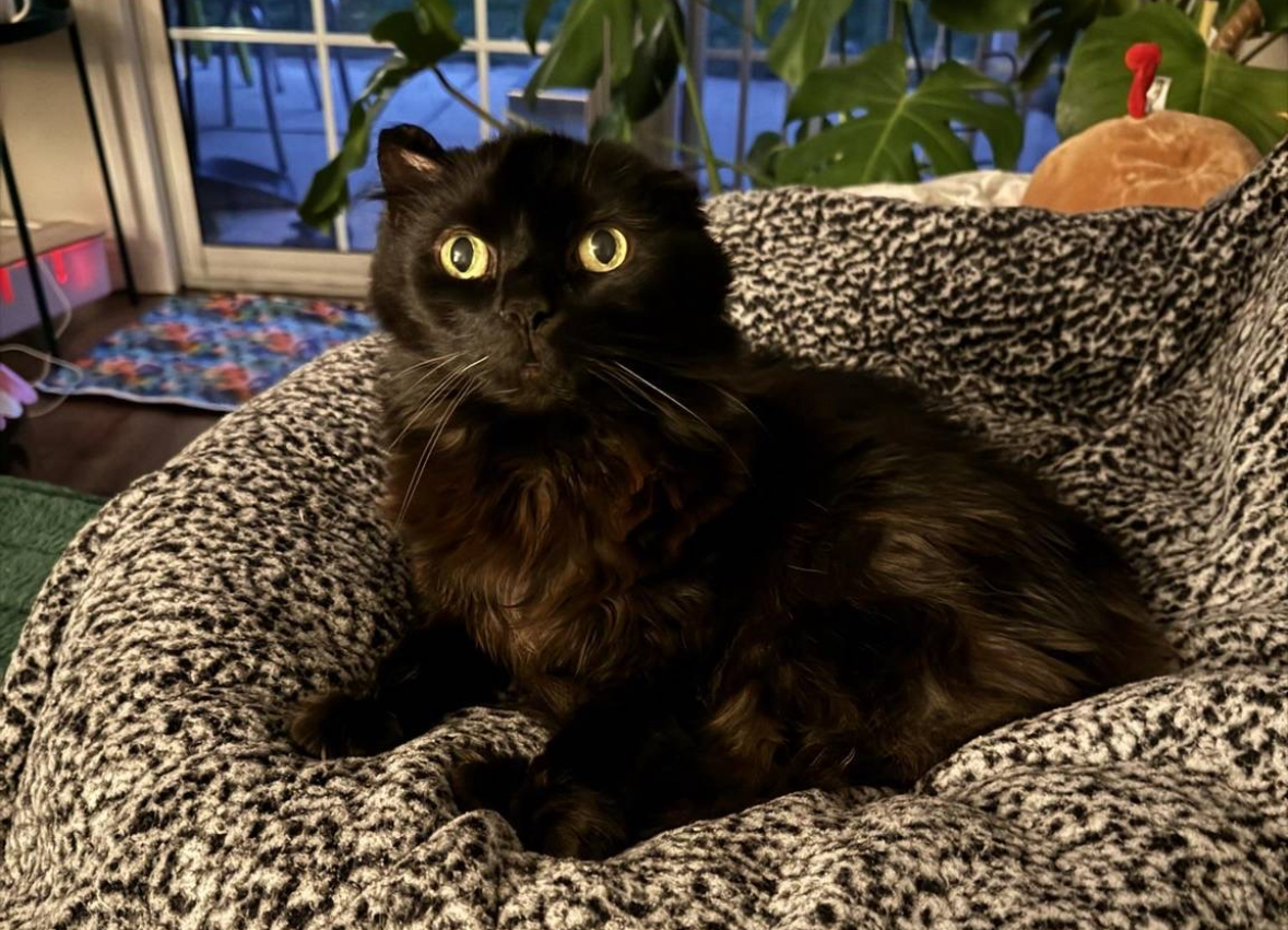 Portfolio Website- Erica